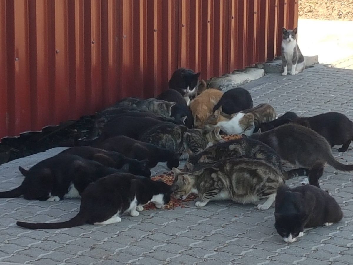 What we do - Feral Cat Project